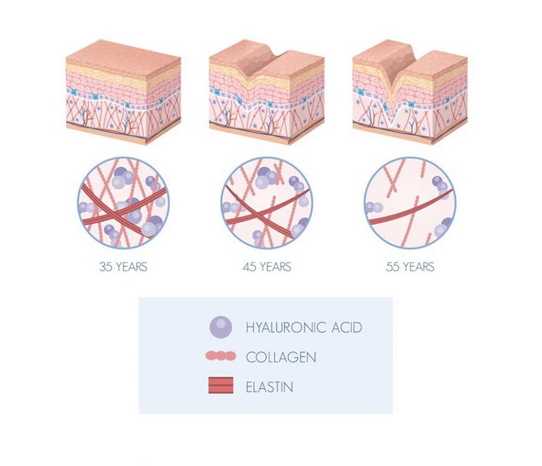 The Science of Aging – Skin Science Aesthetics | Tallahassee Skin Care